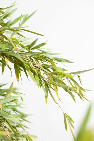 Bamboe Fargesia Nitida Haag 150-175 Kluit | Heijnen Planten