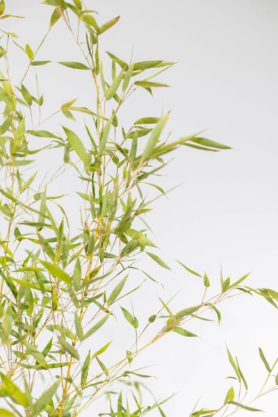 Bamboe Phyllostachys Aurea Haag 175-200 Pot | Heijnen Planten