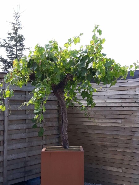 Wijnstok Vitis Vinifera Op stam 50-60 200-225 Pot | Heijnen Planten
