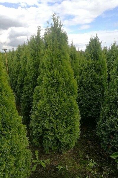 Westerse levensboom Thuja occidentalis Smaragd Haag 100-120 Kluit ...