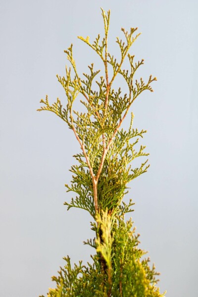 Westerse levensboom Thuja occidentalis Smaragd Haag 180-200 Kluit ...