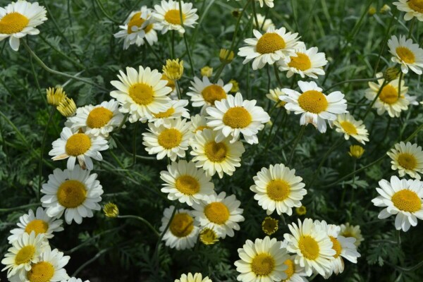 Anthemis tinctoria 'Sauce Hollandaise' (Gele kamille) kopen | Heijnen ...