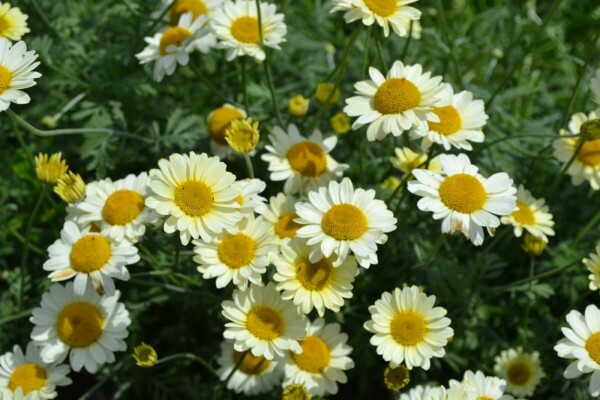 Anthemis tinctoria 'Sauce Hollandaise' (Gele kamille) kopen | Heijnen ...