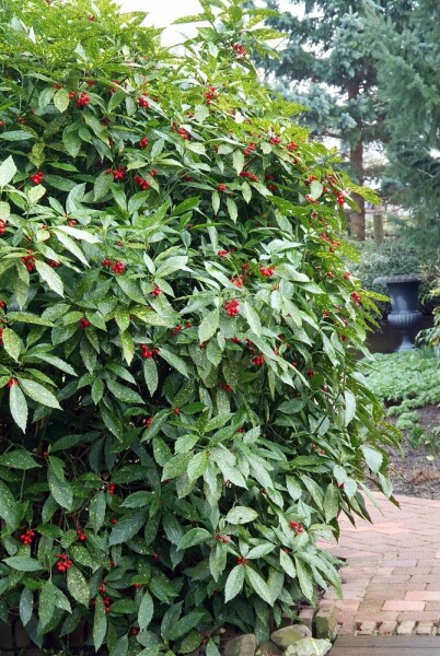 Aucuba japonica Variegata (Broodboom) struik 20-30 cm kopen | Heijnen ...