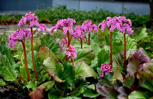 Bergenia cordifolia 'Rotblum' (Schoenlappersplant) kopen P9 | Heijnen ...