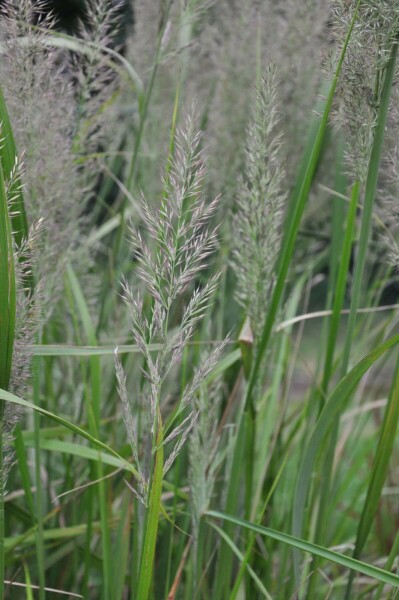 Calamagrostis brachytricha (Diamantgras) kopen | Heijnen Planten