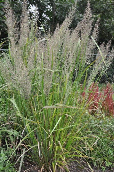Calamagrostis brachytricha (Diamantgras) kopen | Heijnen Planten