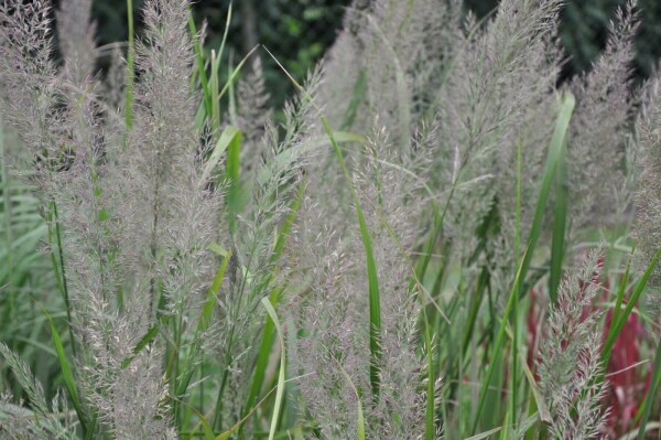 Calamagrostis brachytricha (Diamantgras) kopen | Heijnen Planten