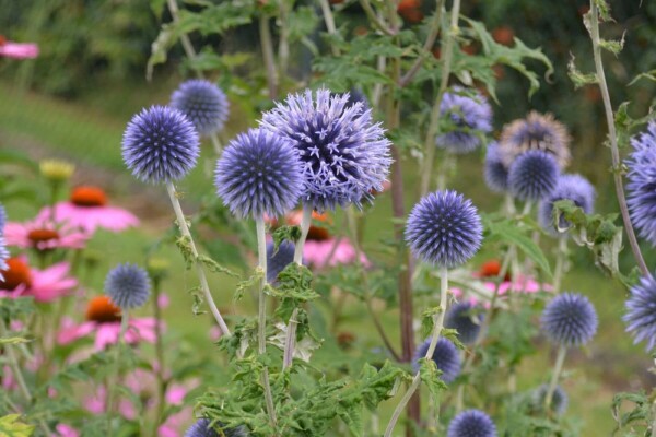 Echinops ritro (Kogeldistel) kopen C2 | Heijnen Planten