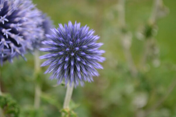 Echinops ritro (Kogeldistel) kopen C2 | Heijnen Planten