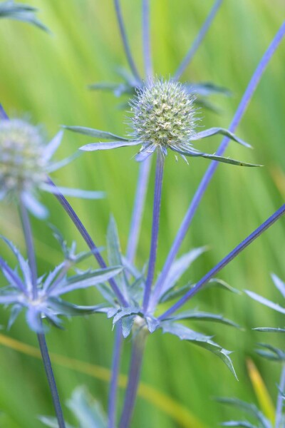 Blauwe distel Eryngium planum 'Blauer Zwerg' Pot | Heijnen Planten