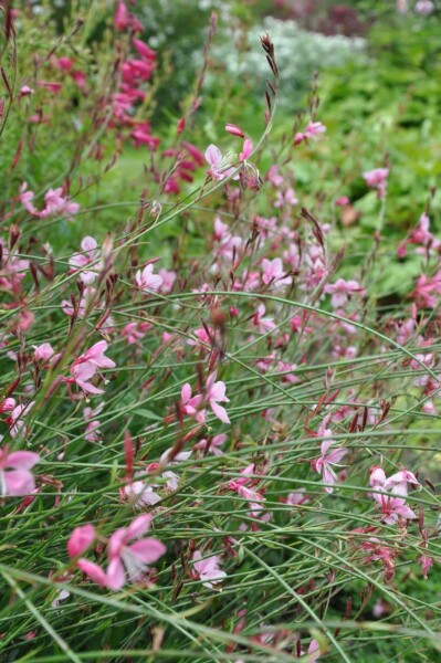 Prachtkaars Gaura lindheimeri 'Siskiyou Pink' 10-15 Pot C2 | Heijnen ...
