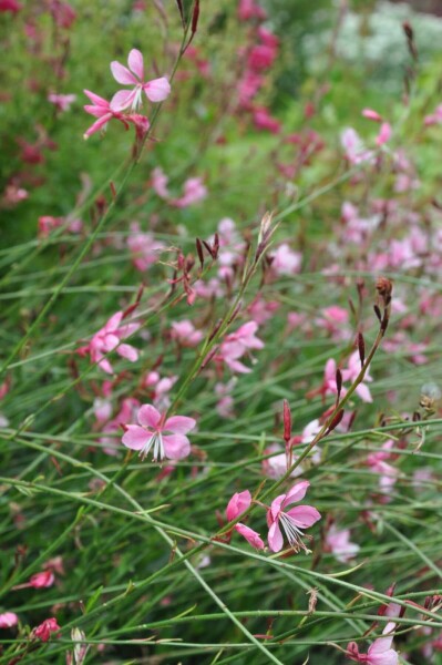 Prachtkaars Gaura lindheimeri 'Siskiyou Pink' 10-15 Pot C2 | Heijnen ...