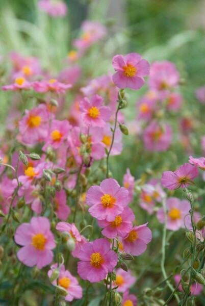 Helianthemum 'Lawrenson's Pink' (Zonneroosje) kopen P9 | Heijnen Planten