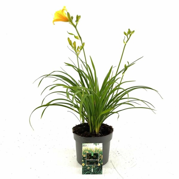 Daglelie Hemerocallis 'Stella de Oro' 10-15 Pot C2 | Heijnen Planten