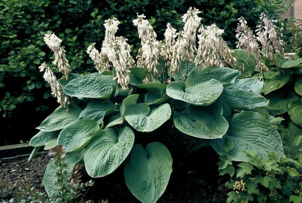 Hosta sieboldiana 'Elegans' (Hartlelie) kopen P9 | Heijnen Planten
