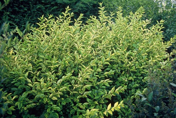 Ligustrum ovalifolium 'Aureum' struik 125-150 cm pot kopen | Heijnen ...