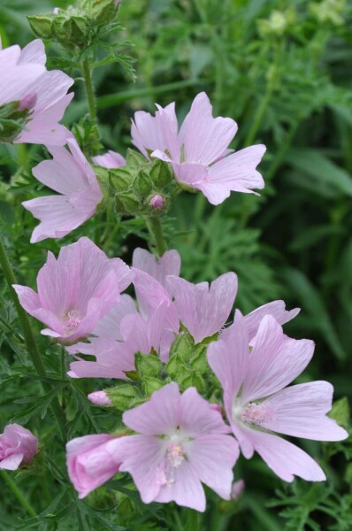 Malva moschata 'Rosea' (Muskuskaasjeskruid) kopen P9 | Heijnen Planten