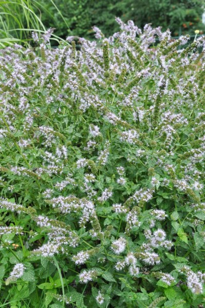 Mentha piperita (Pepermunt) kopen P9 | Heijnen Planten
