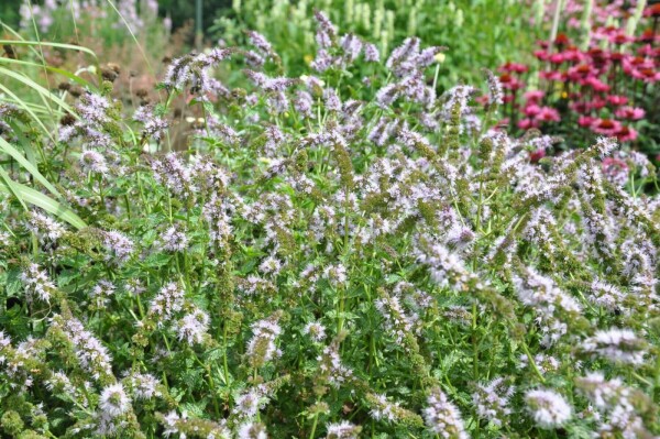 Mentha piperita (Pepermunt) kopen P9 | Heijnen Planten