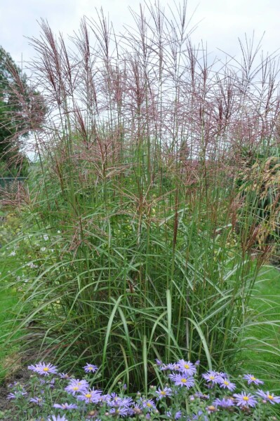 Chinees riet Miscanthus sinensis 'Ferner Osten' 10-15 Pot P11 | Heijnen ...