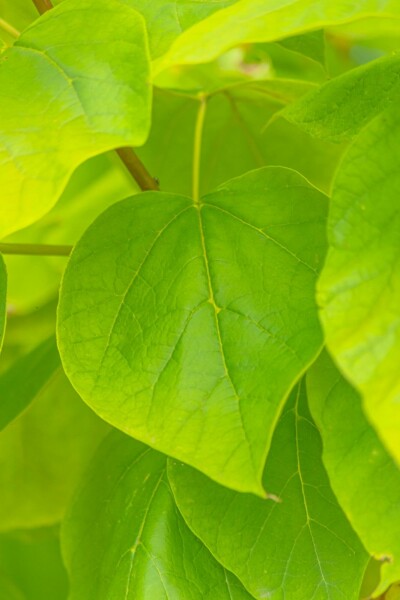 Gele trompetboom (Catalpa 'Aurea') meerstammig kopen | Heijnen Planten