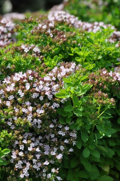 Origanum vulgare 'Compactum' (Oregano) kopen P9 | Heijnen Planten