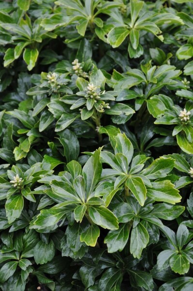 Pachysandra term. 'Green Sheen' (Schaduwkruid) kopen C3 | Heijnen Planten
