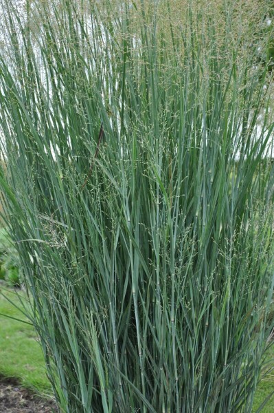 Panicum virgatum 'Heavy Metal' (Vingergras) kopen C2 | Heijnen Planten