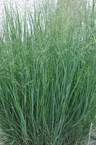 Panicum virgatum 'Heavy Metal' (Vingergras) kopen C2 | Heijnen Planten