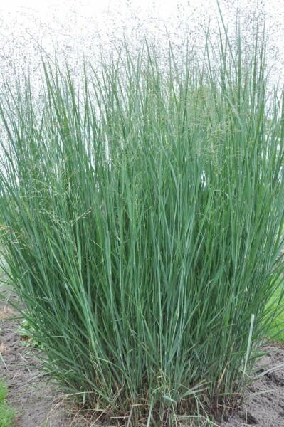 Panicum virgatum 'Heavy Metal' (Vingergras) kopen C2 | Heijnen Planten