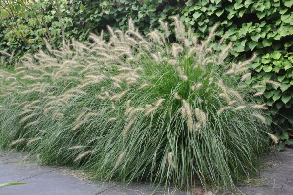 Lampenpoetsersgras Pennisetum alopecuroides 'Hameln' 10-15 Pot C2 ...