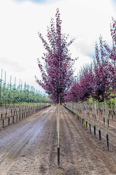 Prunus Cer Nigra