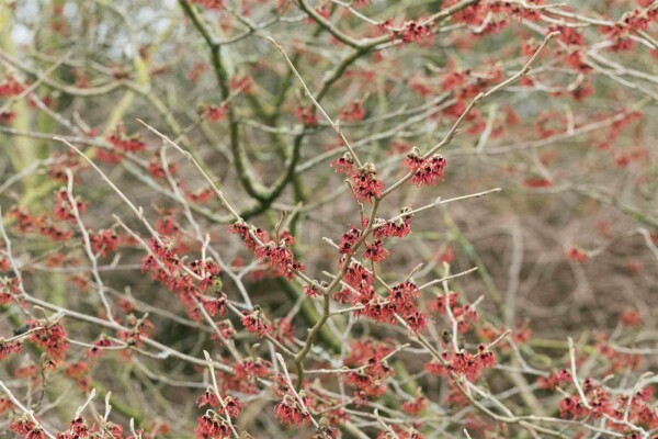 Hamamelis mollis (Toverhazelaar) struik kopen | Heijnen Planten