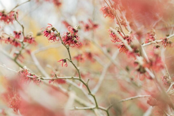 Hamamelis mollis (Toverhazelaar) struik kopen | Heijnen Planten