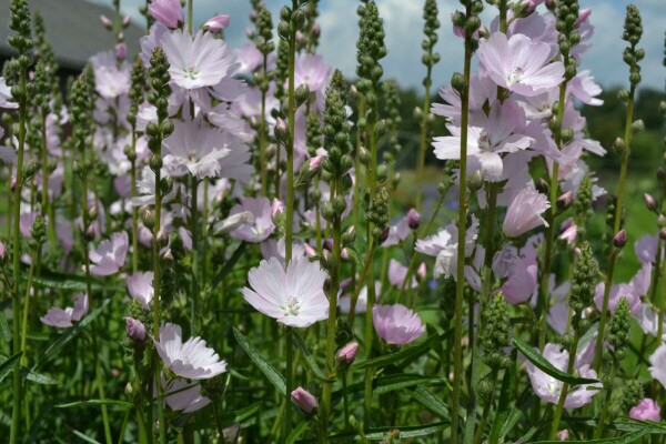 Sidalcea 'Elsie Heugh' (Griekse malva) kopen P9 | Heijnen Planten