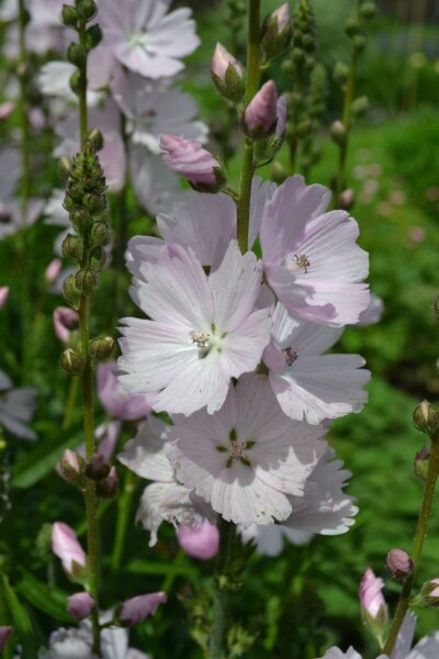 Sidalcea 'Elsie Heugh' (Griekse malva) kopen P9 | Heijnen Planten