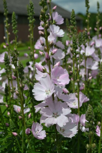 Sidalcea 'Elsie Heugh' (Griekse malva) kopen P9 | Heijnen Planten