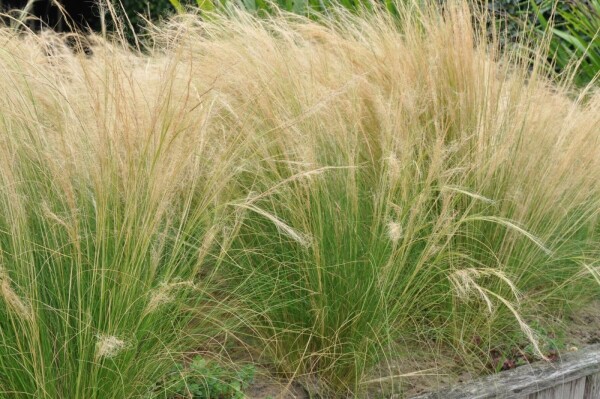 Stipa tenuissima 'Ponytails' (Vedergras) kopen | Heijnen Planten
