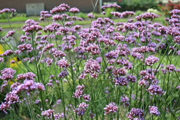 Verbena bonariensis (IJzerhard) kopen C2 | Heijnen Planten