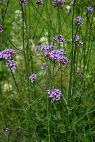 Verbena bonariensis (IJzerhard) kopen C2 | Heijnen Planten