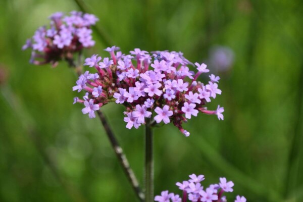 Verbena bonariensis (IJzerhard) kopen | Heijnen Planten