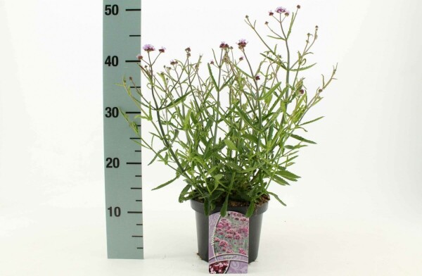 Verbena bonariensis 'Lollipop' (IJzerhard) kopen C2 | Heijnen Planten