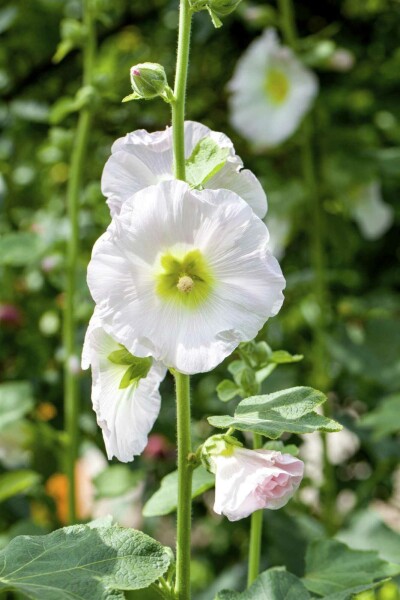 Alcea rosea (Stokroos) kopen P9 | Heijnen Planten