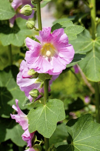 Alcea rosea (Stokroos) kopen P9 | Heijnen Planten