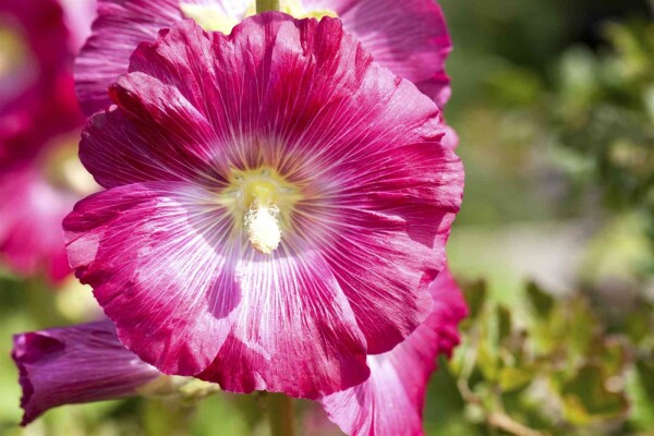Alcea rosea (Stokroos) kopen P9 | Heijnen Planten