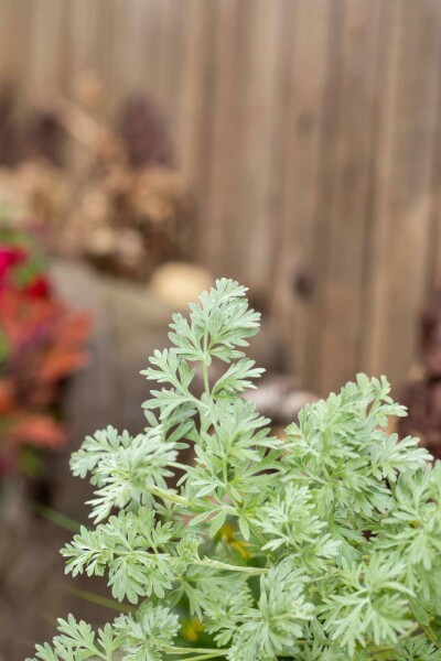 Artemisia absinthium (Alsem) kopen P9 | Heijnen Planten