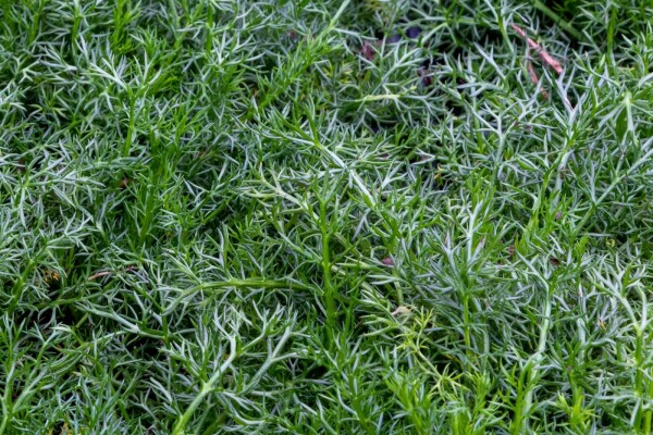 Chamaemelum nobile 'Treneague' (Echte kamille) kopen P9 | Heijnen Planten