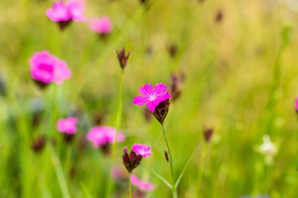 Dianthus carthusianorum (Kartuizer anjer) kopen P9 | Heijnen Planten