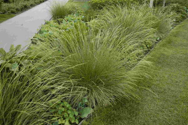 Festuca mairei (Zwenkgras) kopen P9 | Heijnen Planten